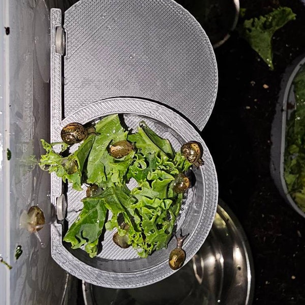 Gecko Food Ledge + Bowls & Spoon Kit | Choice of Colours | 3D Printed ...