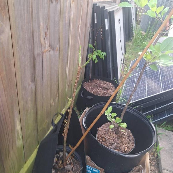Fuchsia Voodoo 1 Live Plant Ship in 6" Pot - Etsy