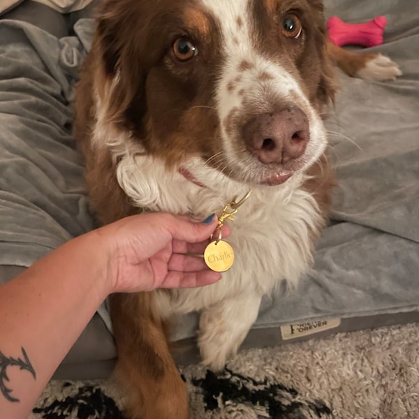 Personalized Gold Dog Tag Custom Engraved ID for Dogs Microchip ...