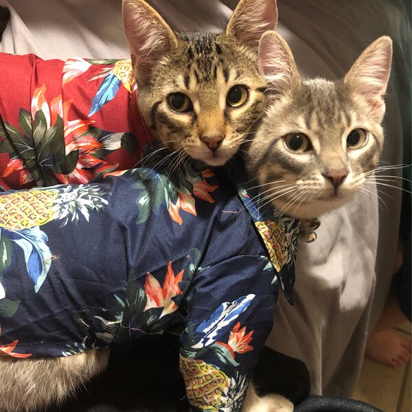 Summertime Aloha Shirt for Cats - Etsy