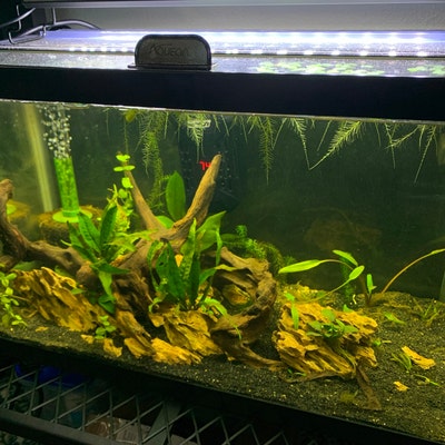 Bog Wood / Aquarium Décor / Terrarium / Reptile Tank / Aquascaping ...
