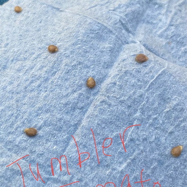 Heirloom Tomato- Trip-l-crop- Italian Tree Tomato- 90 Day MONSTER ...