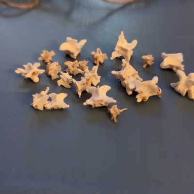 Deer Leg Bones Set of 4 - Etsy