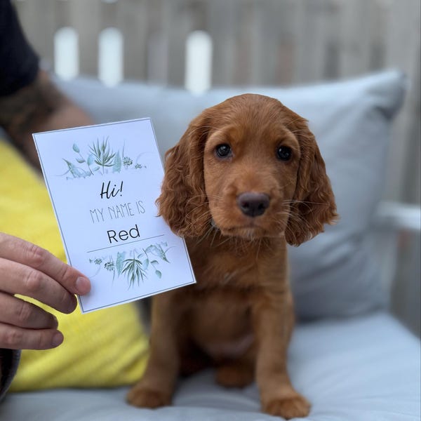 Puppy Milestone Cards Printable First Milestone Dog Milestone Card ...