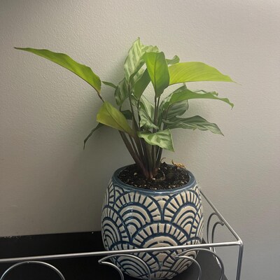 Navy Blue Stripes Planter Pot, 12cm - Etsy