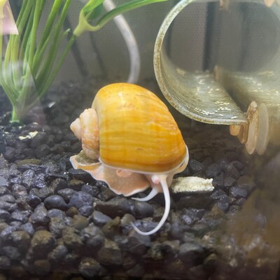 Snail Snacks 8oz, Food Pellets, Mystery Snail, Ramshorn Snail, MTS ...