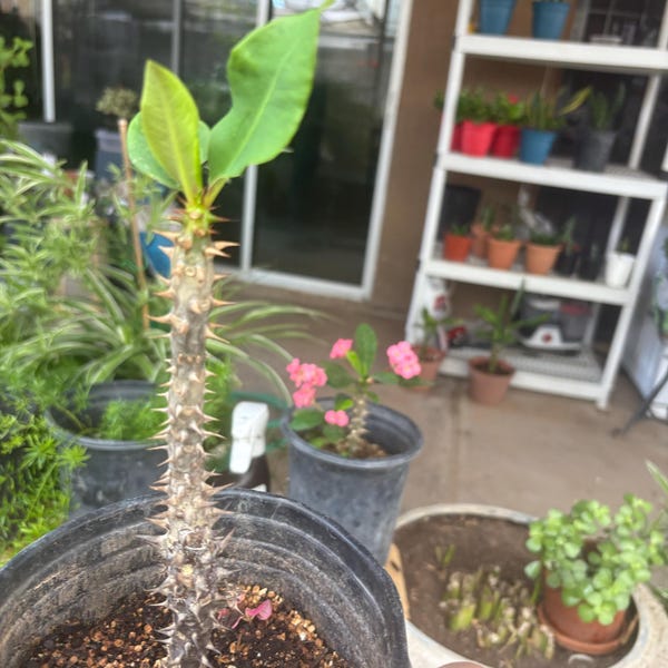 Athens Blue Princess Glory Bush Plant~~tibouchina Urvilleana~small ...