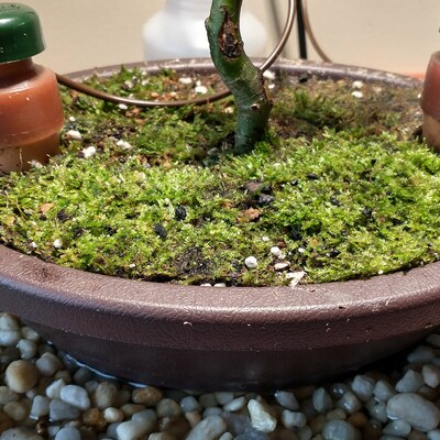 Dusk Moss Mix - Etsy