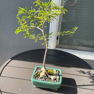 Zanthoxylum Piperitum rare Bonsai Tree, eye Candy Collection From Rare ...