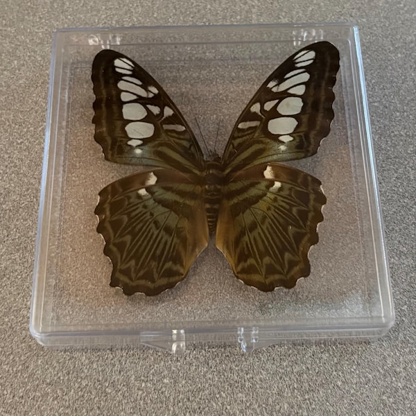 Nature Butterfly 3D Floating Frame With Support Base, Original ...