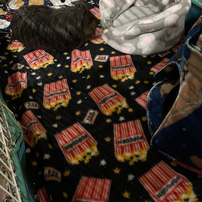 South Park Craig Hat - Etsy