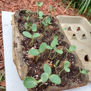 Calendula Officinalis Fancy Mix Heirloom Seeds Flower Seeds | Etsy