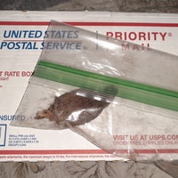 Waakye Leaves Poporo - Etsy