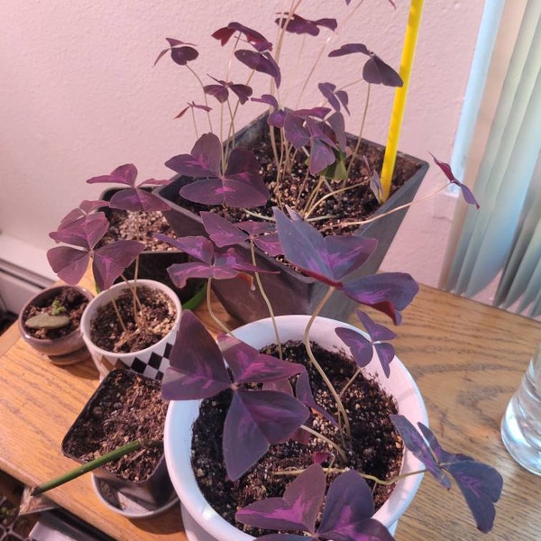 Purple Shamrock Bulbs! ~ Oxalis Triangularis ~ Easy to Grow ~ Thrives ...