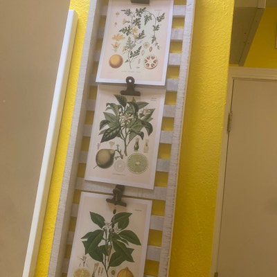 Lime Citrus Bergamia Risso Vintage Medical Botanicals Plant and Herb ...