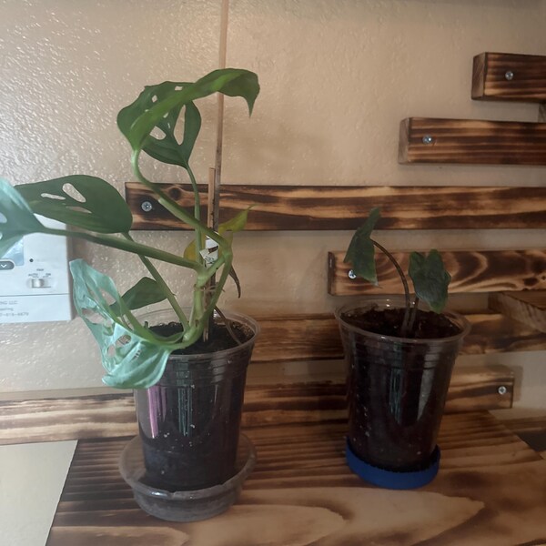 Alocasia Pink Princess Starter Plant ALL STARTER PLANTS Require You to ...
