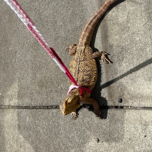 Rat Name Cage Decal for Rat Cage Custom Sign for Rat Cage Accessory for ...