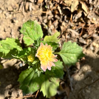 50 FRAGRANT FALSE INDIGO dwarf Wild Indigo Amorpha Nana Flower Seeds - Etsy