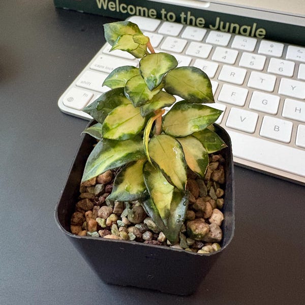 Hoya Lacunosa 'tricolor Bruno' | 2-inch | Exact Plant | Free Live ...