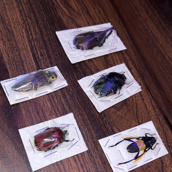 REAL Assorted Bugs and Beetles! Cool Insect Species From Around the ...