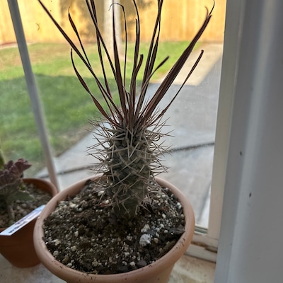 Feather Cactus 6 Inch Mammillaria Plumosa Live Cactus Plant Succulent ...