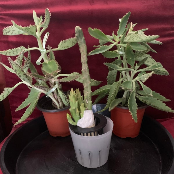 Live Mother of Millions / Devil’s Backbone / Kalanchoe Delagoensis - Etsy