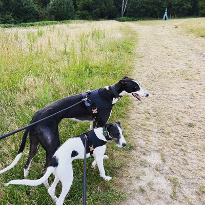 Emerald 'atacama' Whippet Greyhound Italian Lurcher Sighthound ...