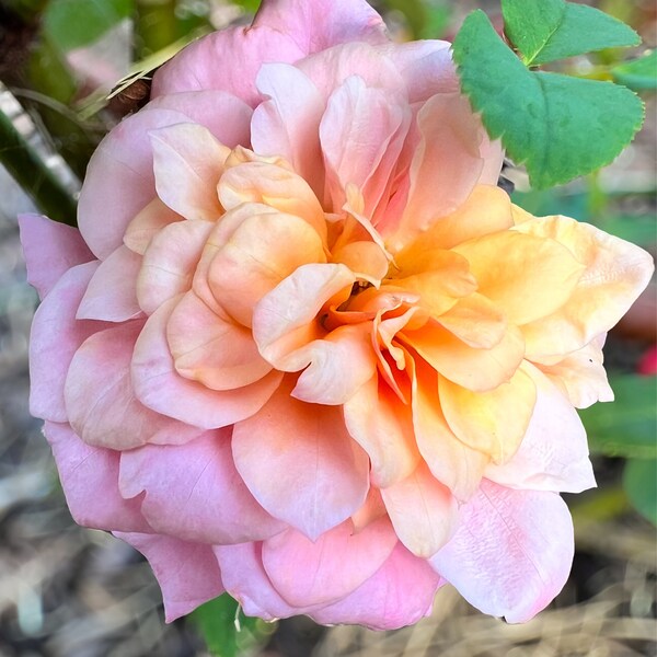 Yves Rose Ivory Yves Piagetmeiteroupy 2 Gal Own Root Live Plant ...