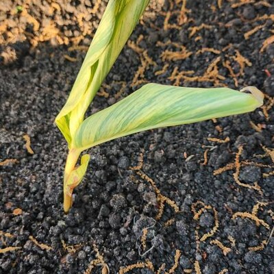 Flowerpotnursery Moonlight Fern Cretan Brake Fern Pteris Cretica Mayii ...