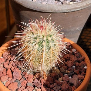 Opuntia Fragilis potato Cactus COLD HARDY CACTUS - Etsy