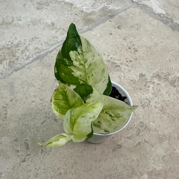 Carnival Pothos Teruno Series Epipremnum Aureum Carnival Terunoworld ...