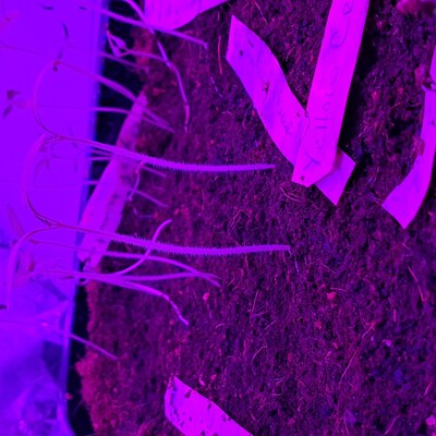 Amber Baron, Tomato Seeds From Kazakhstan Variety - Etsy
