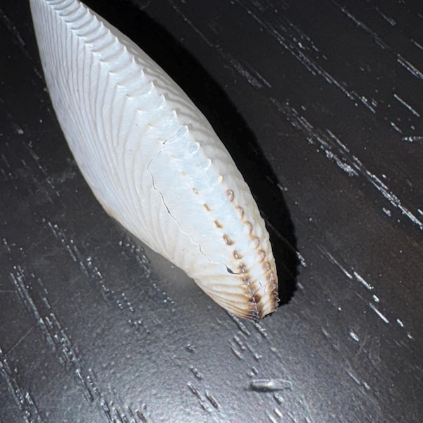 Paper Nautilus Conch Shell - Treasure of the Ocean Real Paper Nautilus ...