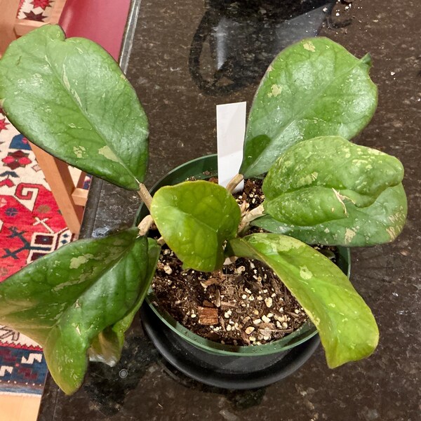 Hoya Mathilde in a 6 Inch Pot / Many Peduncles / Well Established ...