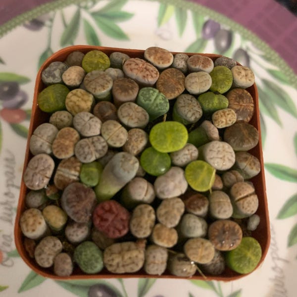 5-10-15pc Lithops Living Stones .rare Succulents.each Plant Size 0.5-0 ...