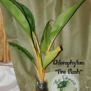 Chlorophytum fire Flash Green and Orange Starter Plant ALL STARTER ...
