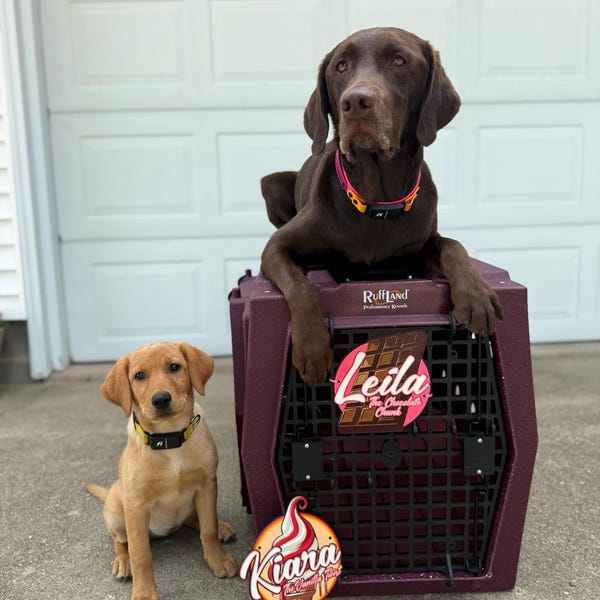 Swirl Personalized Pet Crate Tag, Calligraphic Kennel Name Plate, Art ...