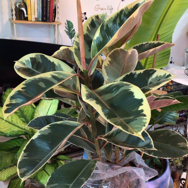 Mican Philodendron Velvet Leaf Philo Indoor & Outdoor Live Tropical ...