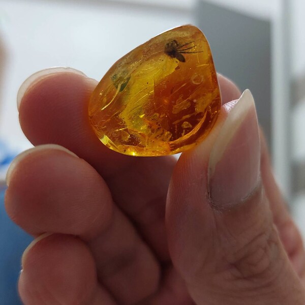 Baltic Amber Inclusion 9794 Nice Spider More Inside in Large Amber ...