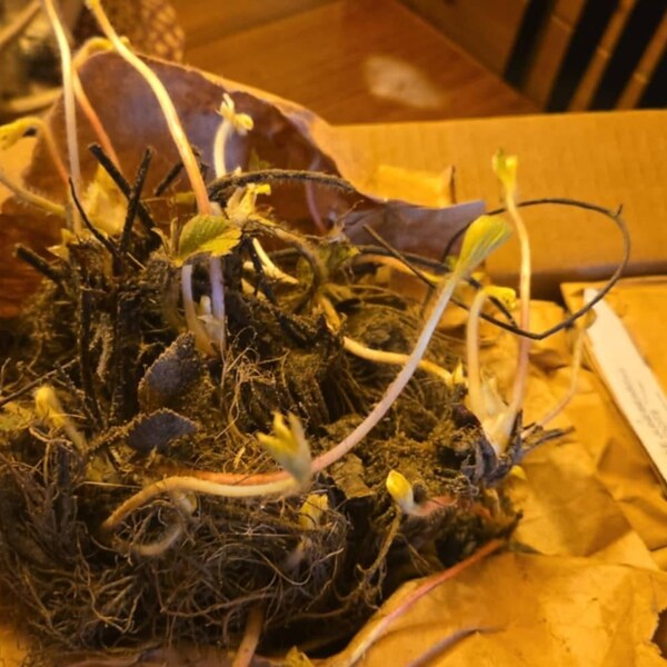 Biblical Myrtle Herb Plant - Myrtus - Ancient Herb - 4.5" Pot - Topiary ...