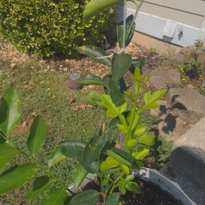 KING ORANGE 3ft Grafted Tree No Shipping Ca - Etsy