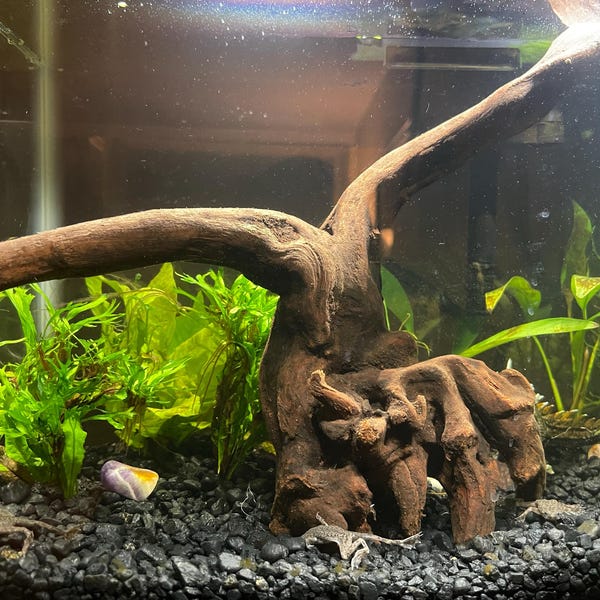 Bog Wood / Aquarium Décor / Terrarium / Reptile Tank / Aquascaping ...