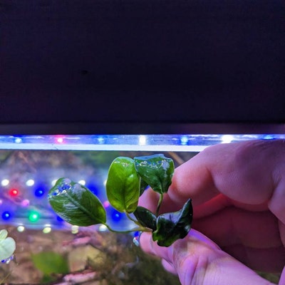 5 Anubias Nana Petite Plants Easy Live Aquarium Plant Anubias Rhizome
