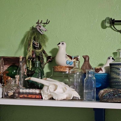 Real Muntjac Buck Deer Skull Antlers - Etsy UK