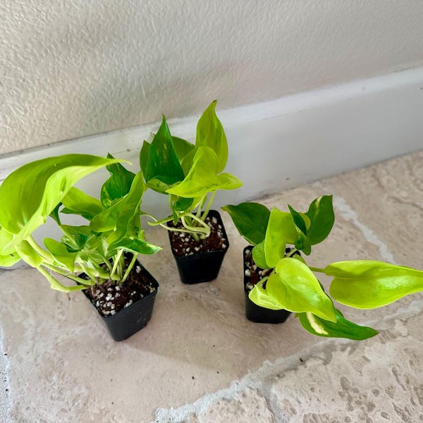 Epipremnum Neon Joy Pothos/ Rare Import/philodendron Collectors/grower ...