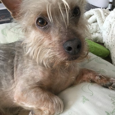 Organic Hot Spot Powder W/ Turmeric for Dogs , Dog Dermatitis, Anti ...