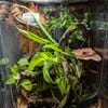 Mushroom Gecko Ledge | Crested and Gargoyle Gecko Feeding Ledge ...