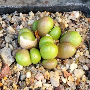 Plant one Lithops Dorotheae C300 - Etsy