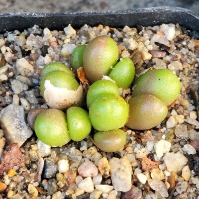 Plant one Lithops Dorotheae C300 - Etsy