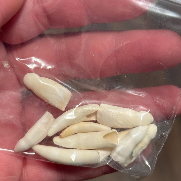 10 PC Round Natural Capiz Sea Shells, 3 Inch - Etsy